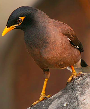 Common Mynas - Coffs Harbour Regional Landcare