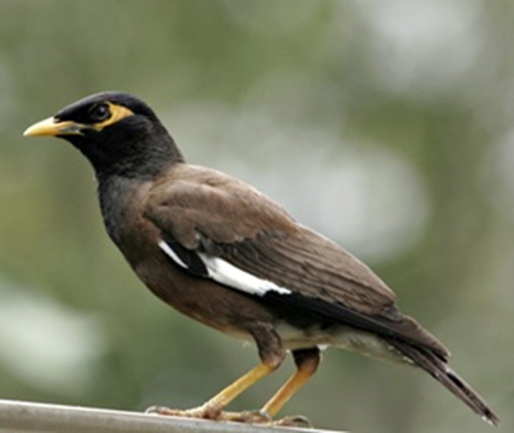 Volunteer needed for assistance with Myna Trapping Program - Coffs ...
