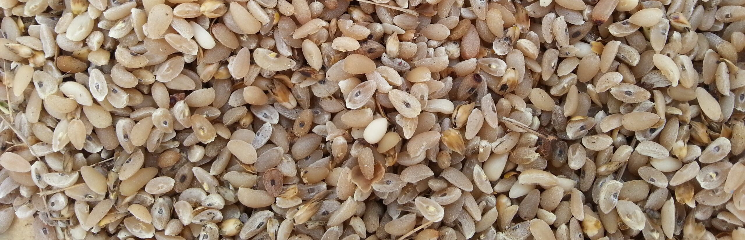 North Coast Region Native Seed Bank Project - Coffs Harbour Regional ...