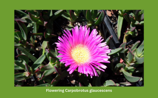 Native Pig Face - Coffs Harbour Regional Landcare