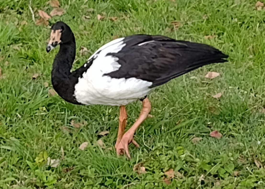 Nesting Season at Linden Lagoon - Coffs Harbour Regional Landcare