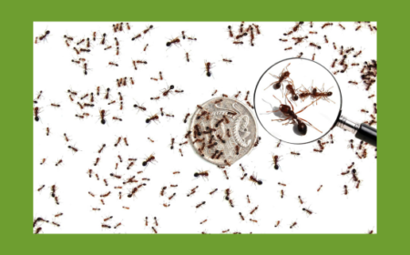 Red Fire Ants Poster - Coffs Harbour Regional Landcare