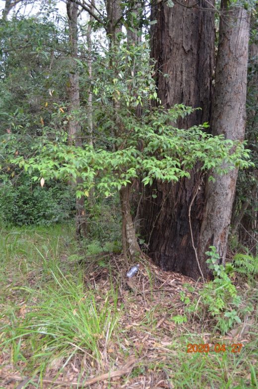 Threatened Species - Endangered Plants - Coffs Harbour Regional Landcare
